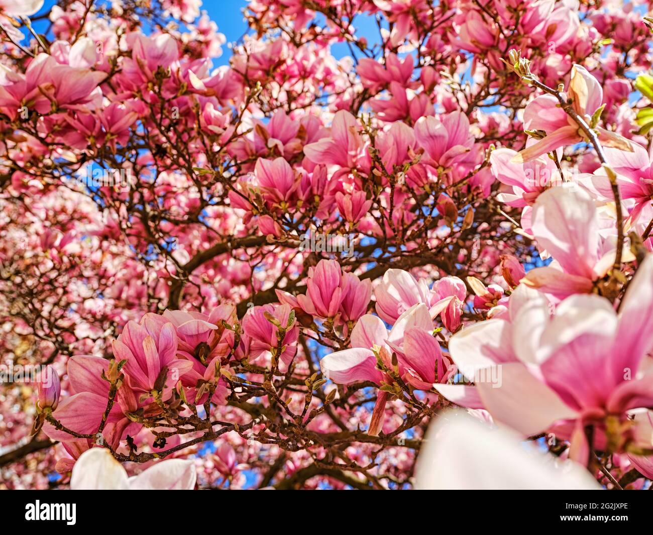 Blue magnolia tree hi-res stock photography and images - Alamy