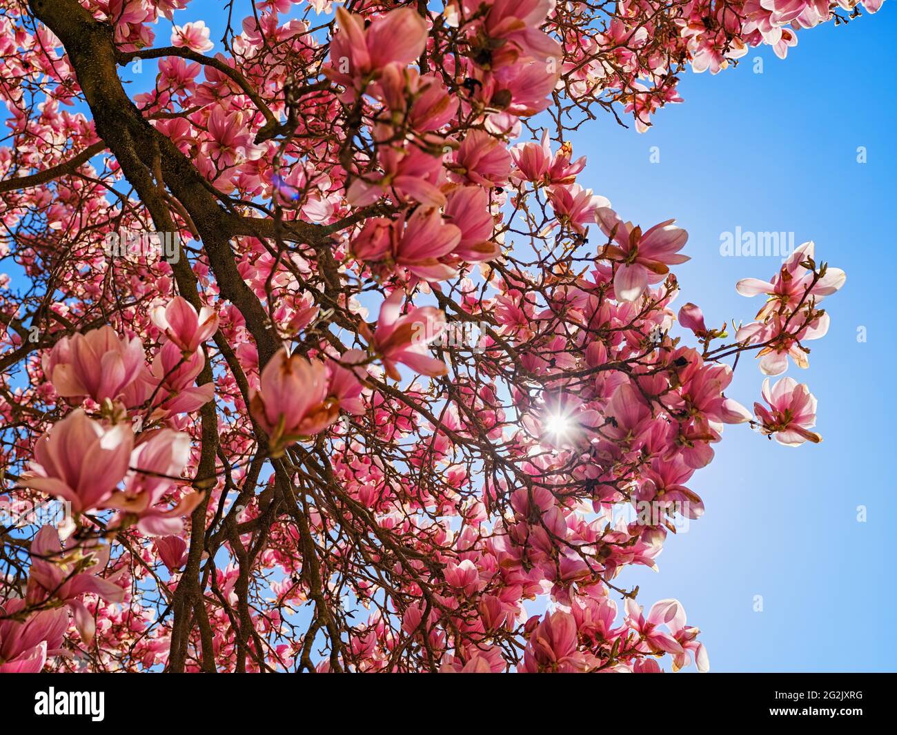 Blue magnolia tree hi-res stock photography and images - Alamy
