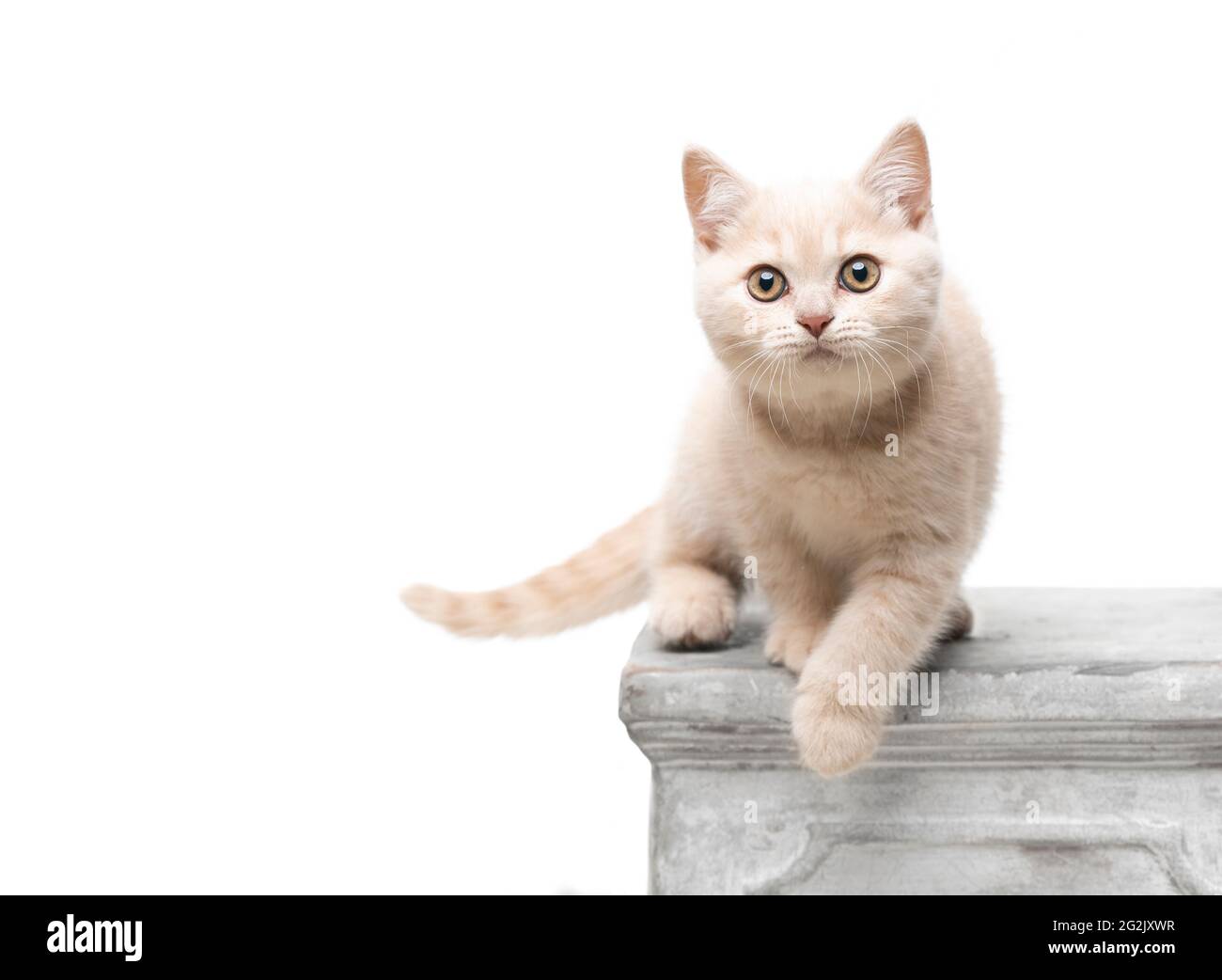 playful fawn colored british shorthair kitten on concrete podest ...