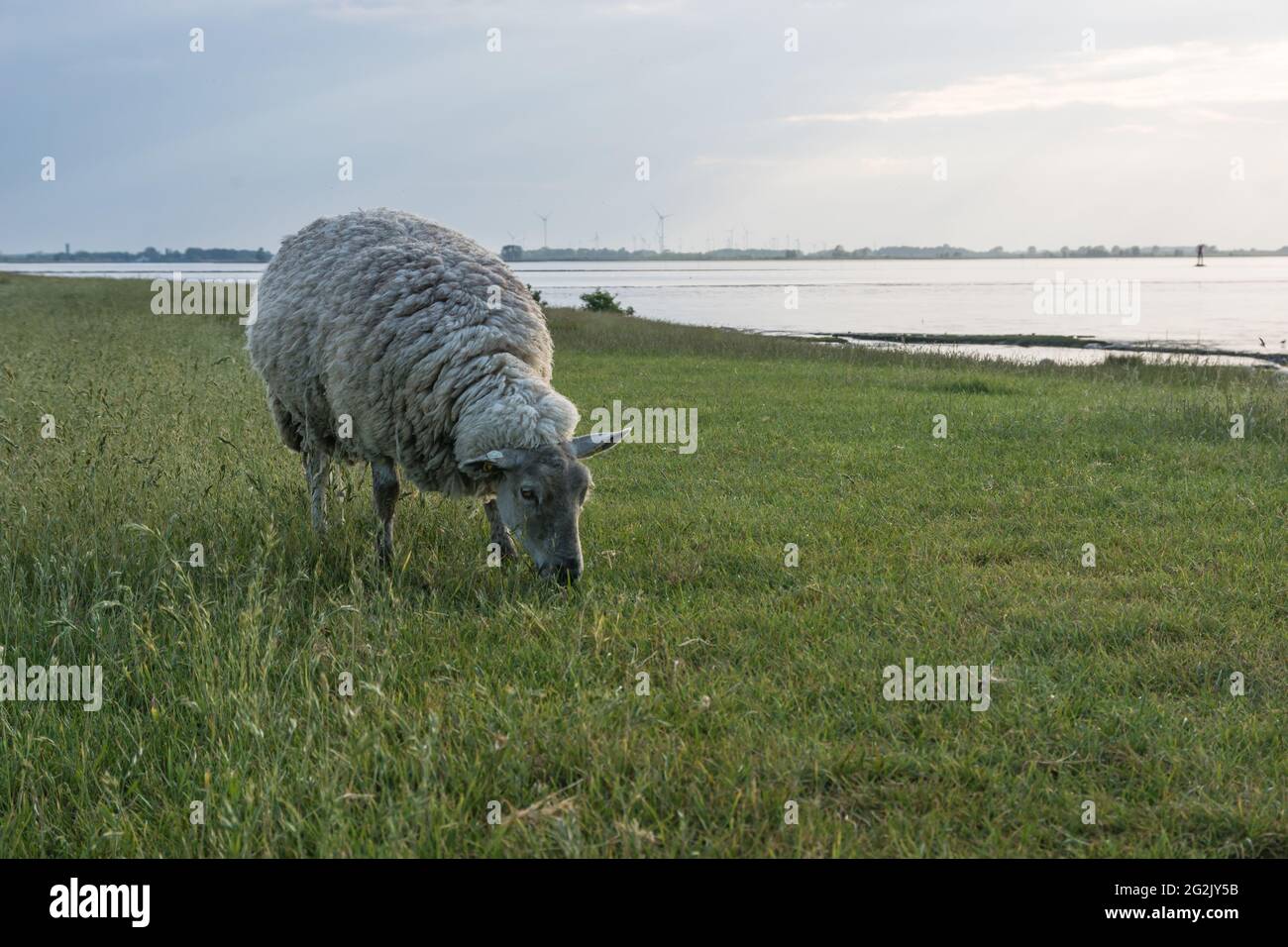 Sheep grazing farm germany hi-res stock photography and images - Alamy