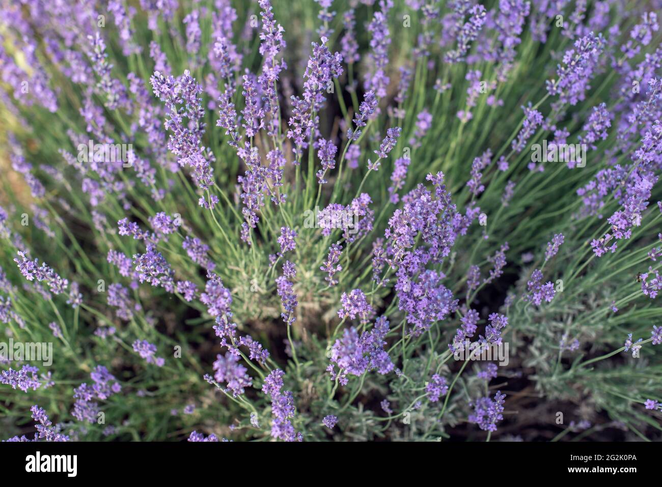 Wild landscapes in east Europe Stock Photo - Alamy