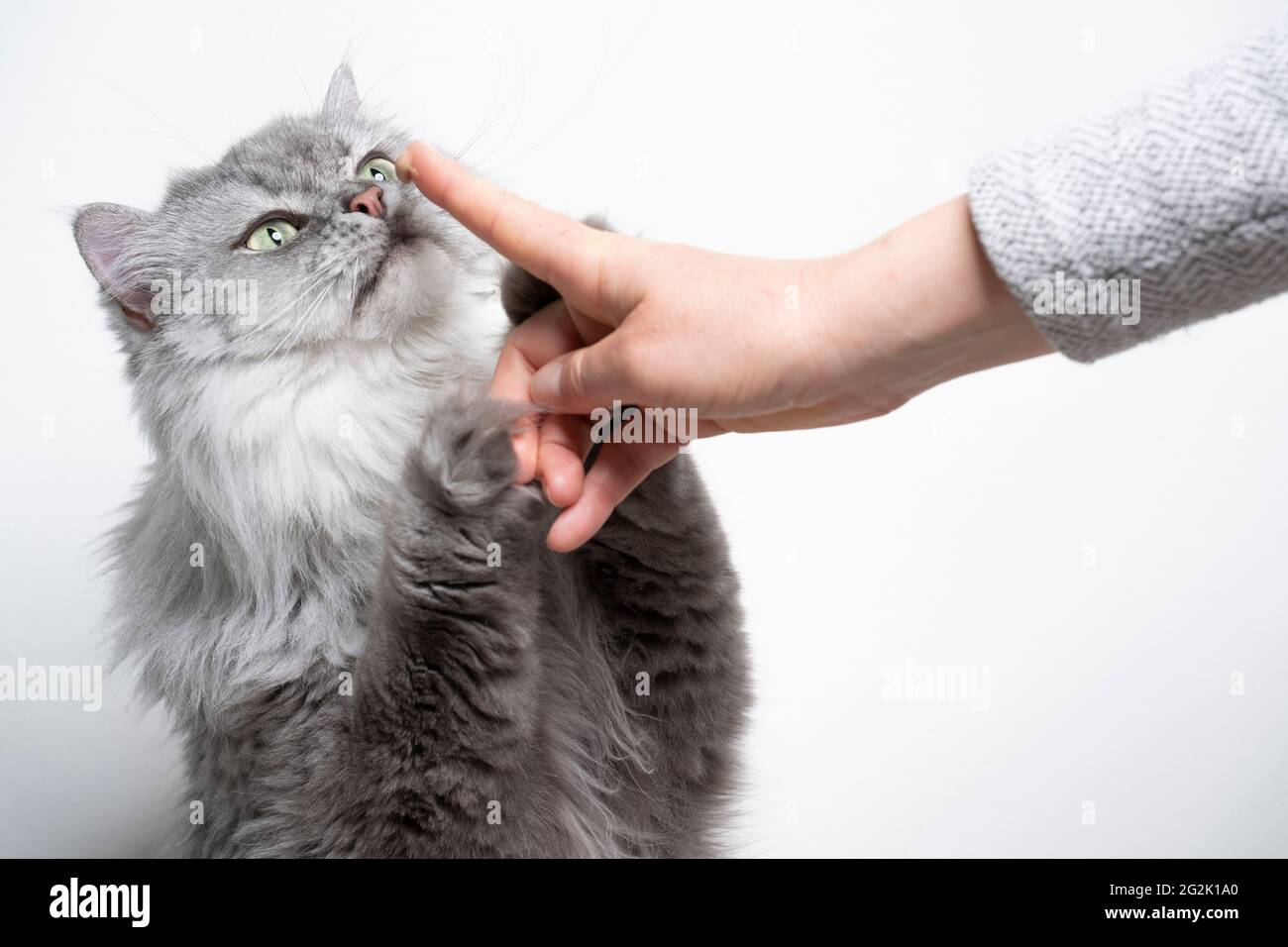 Household pet owners hi-res stock photography and images - Alamy