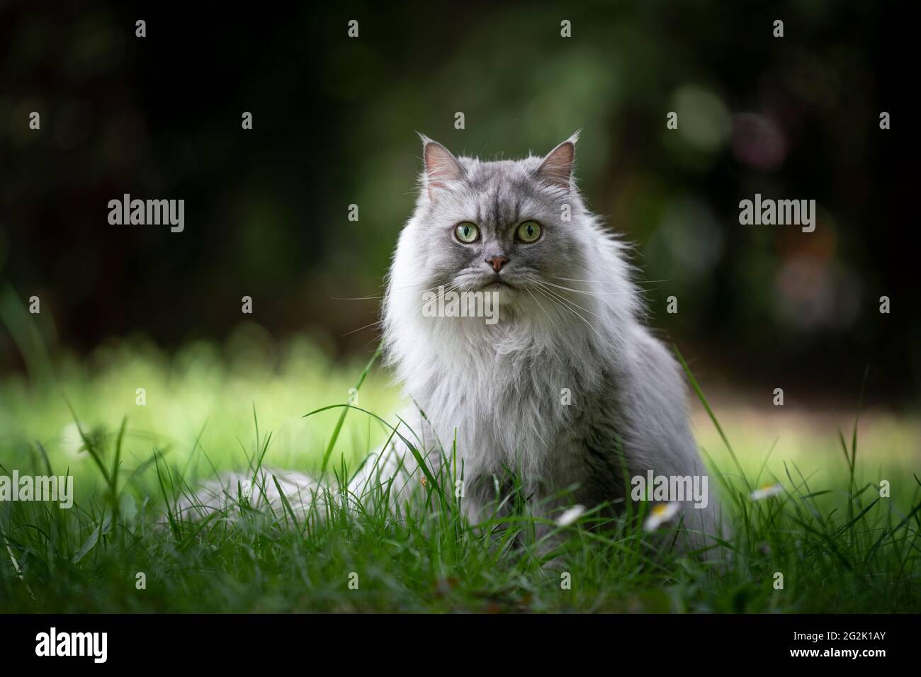 Silver hair grass hi-res stock photography and images - Alamy