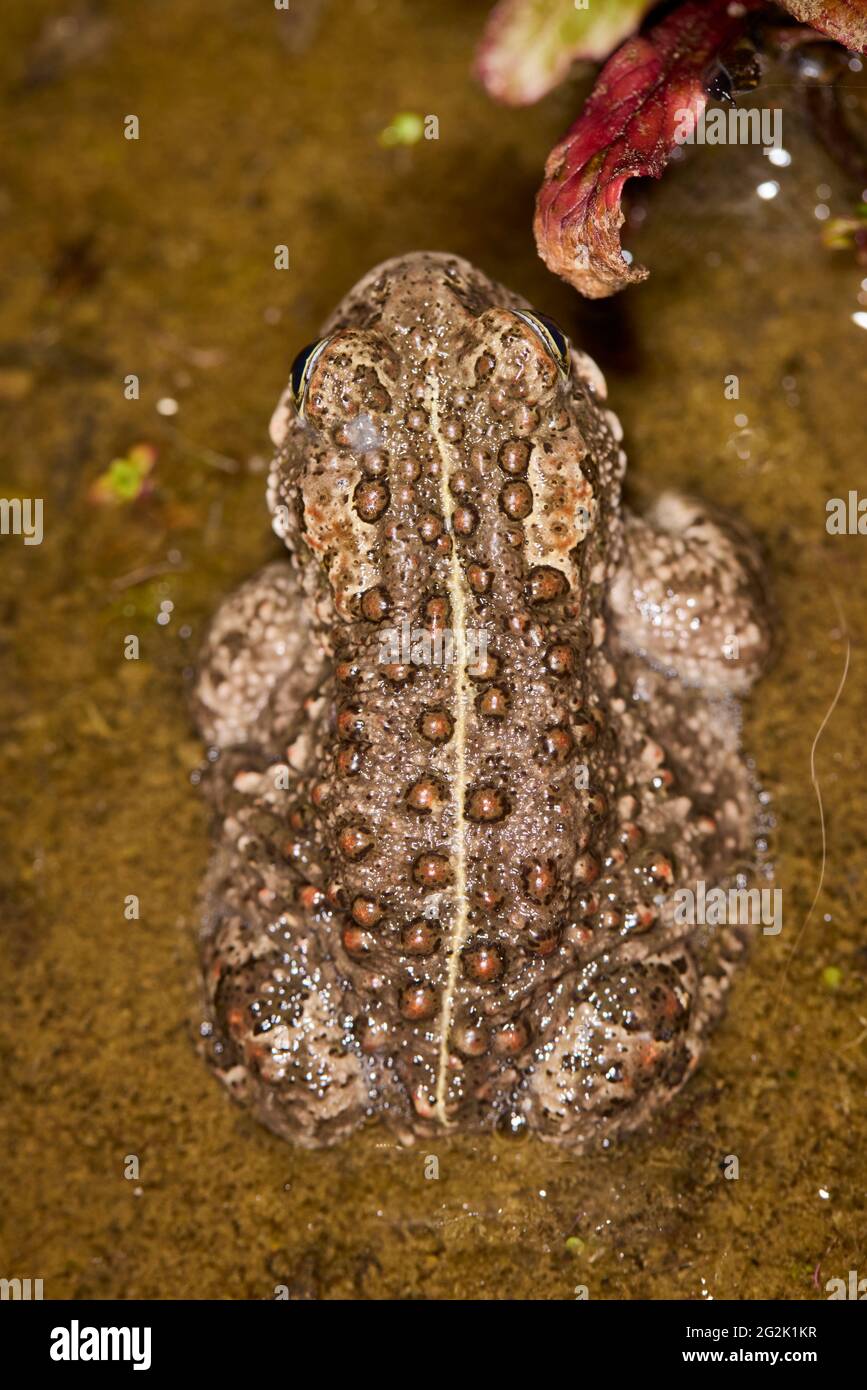 Toad drawing hi-res stock photography and images - Alamy