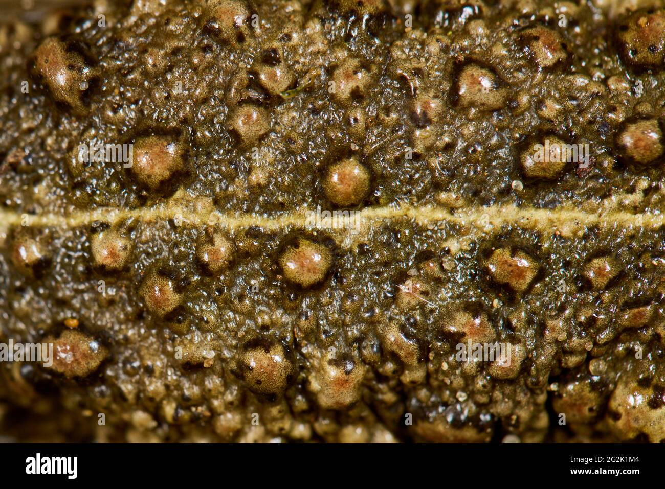 Toad, natterjack toad, Bufo calamita, skin, detail Stock Photo - Alamy