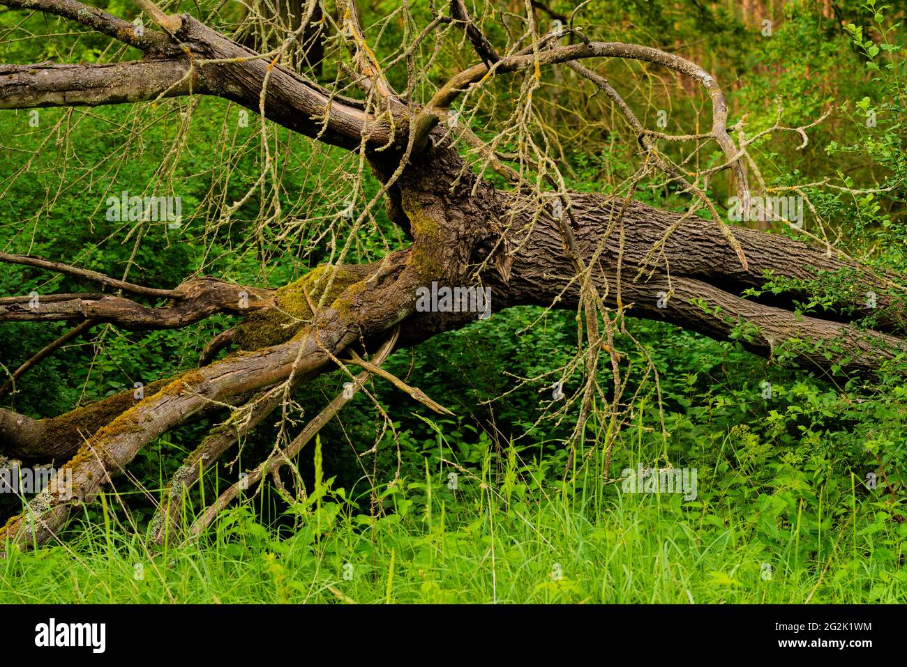 Overturned tree hi-res stock photography and images - Alamy