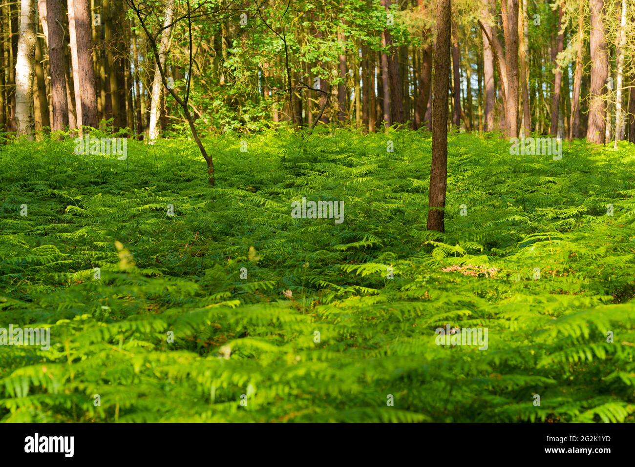 Complete forest floor covered with fern in a forest in summer Stock ...