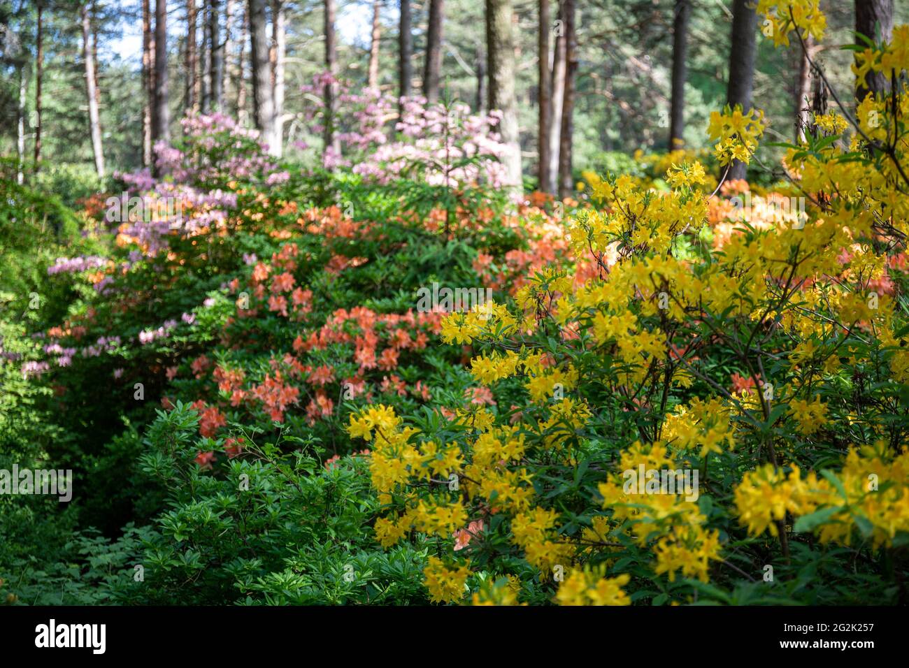 Haaga rhododendron park hi-res stock photography and images - Alamy
