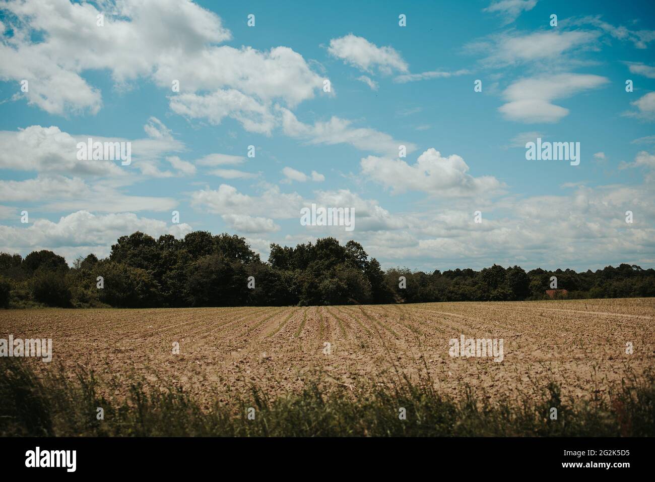 Wheat field in the countryside Stock Photo - Alamy