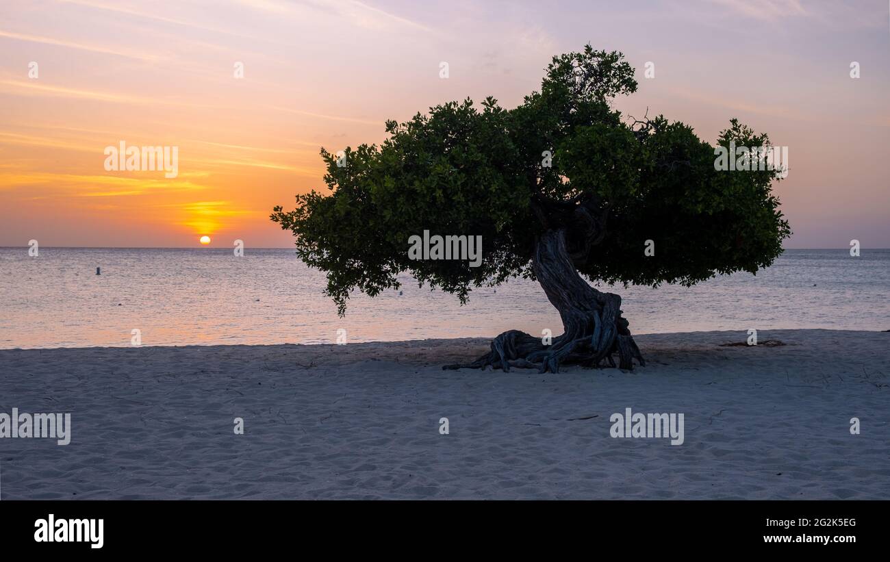 Sunset at Eagle Beach Aruba, Divi Dive Trees on the shoreline of Eagle ...