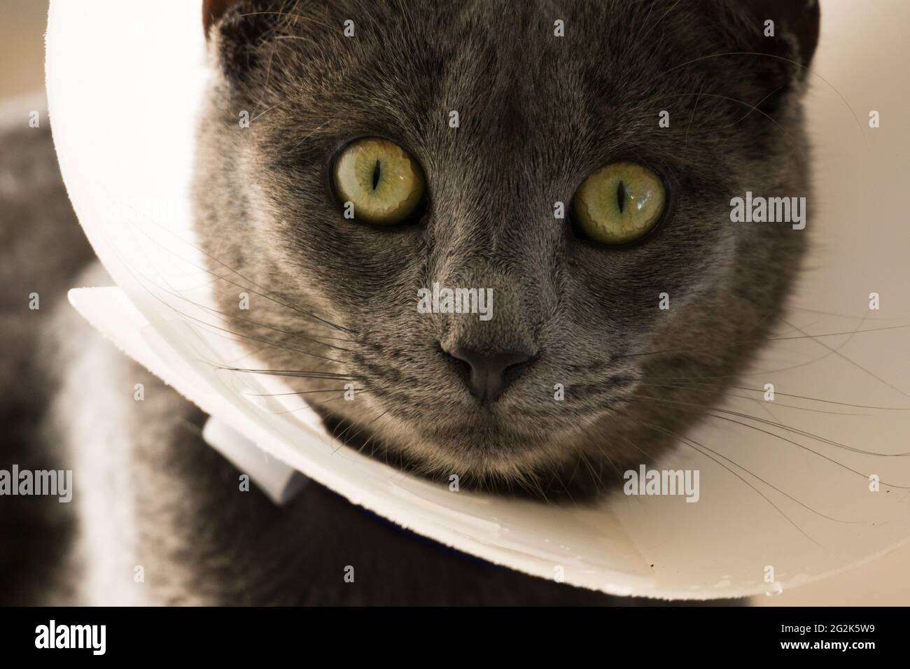 Closeup shot of a cute gray cat with big surprised yellow eyes wearing ...