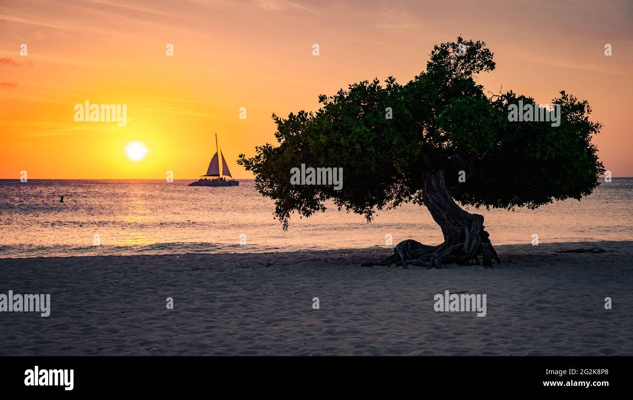 Sunset at Eagle Beach Aruba, Divi Dive Trees on the shoreline of Eagle ...
