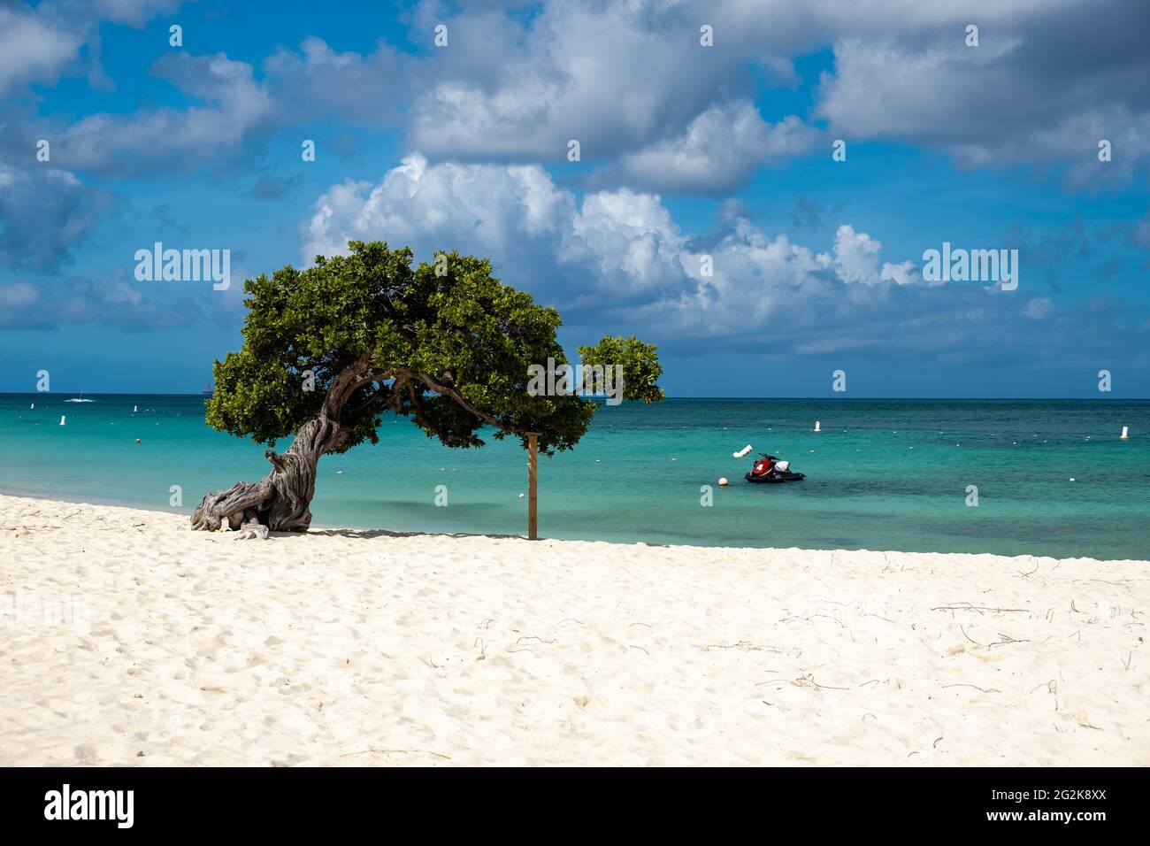 Divi dive tree on eagle beach hi-res stock photography and images - Alamy