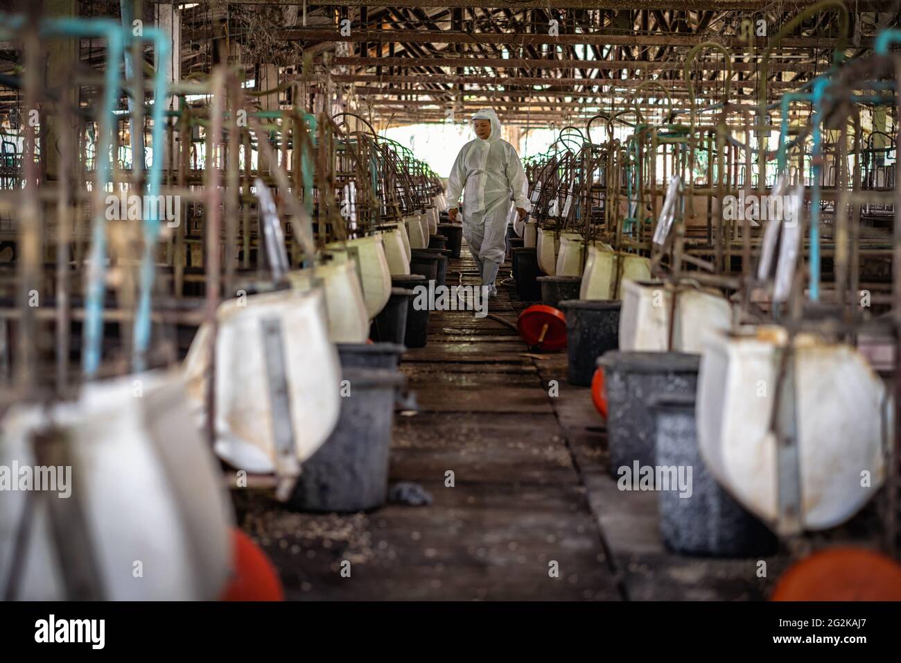 Asian pig production hi-res stock photography and images - Alamy