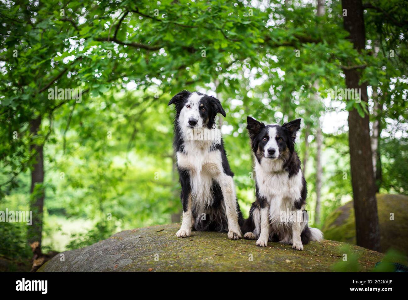 Border collies hi-res stock photography and images - Alamy