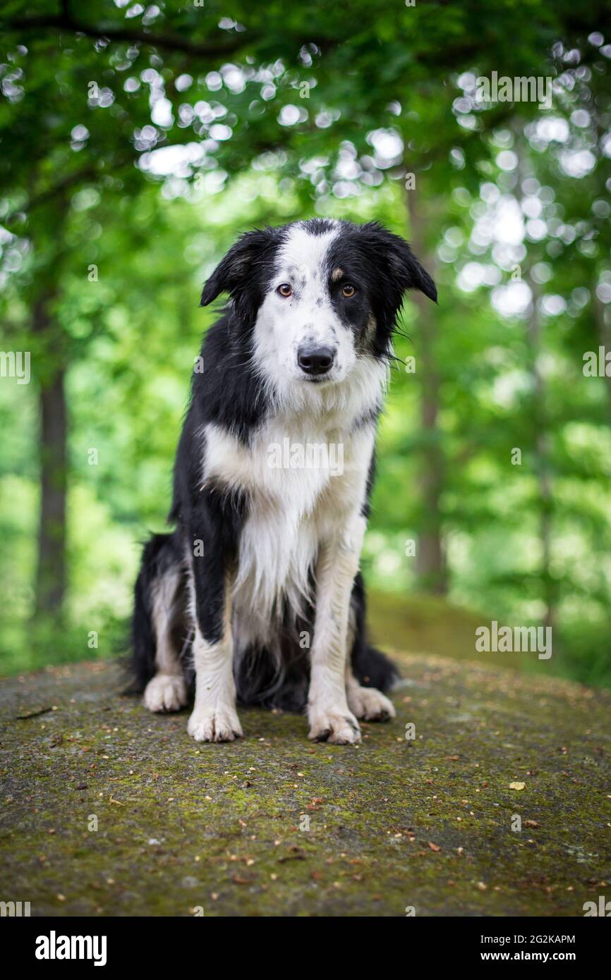 English border collie hi-res stock photography and images - Alamy