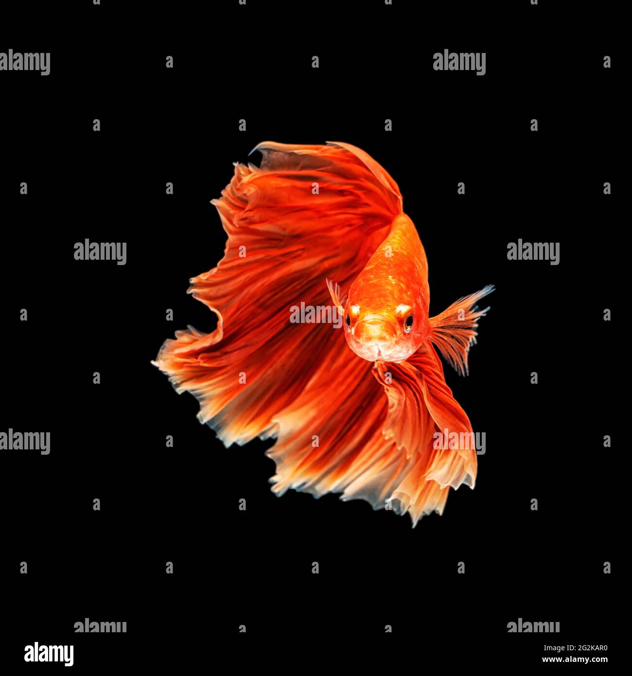 Movement beautiful of colorful siamese betta fish or half moon betta ...