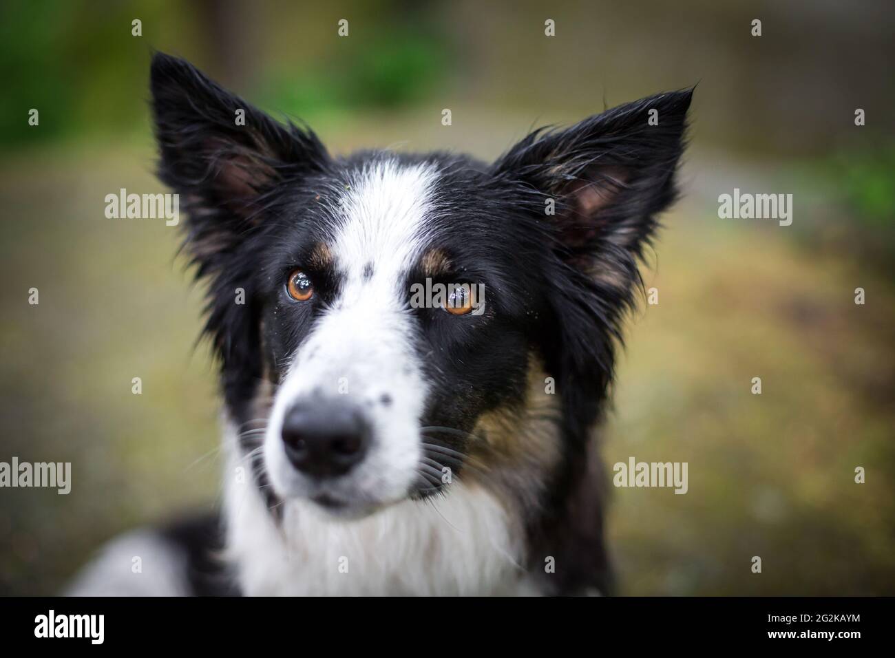 Border collie head hi-res stock photography and images - Alamy