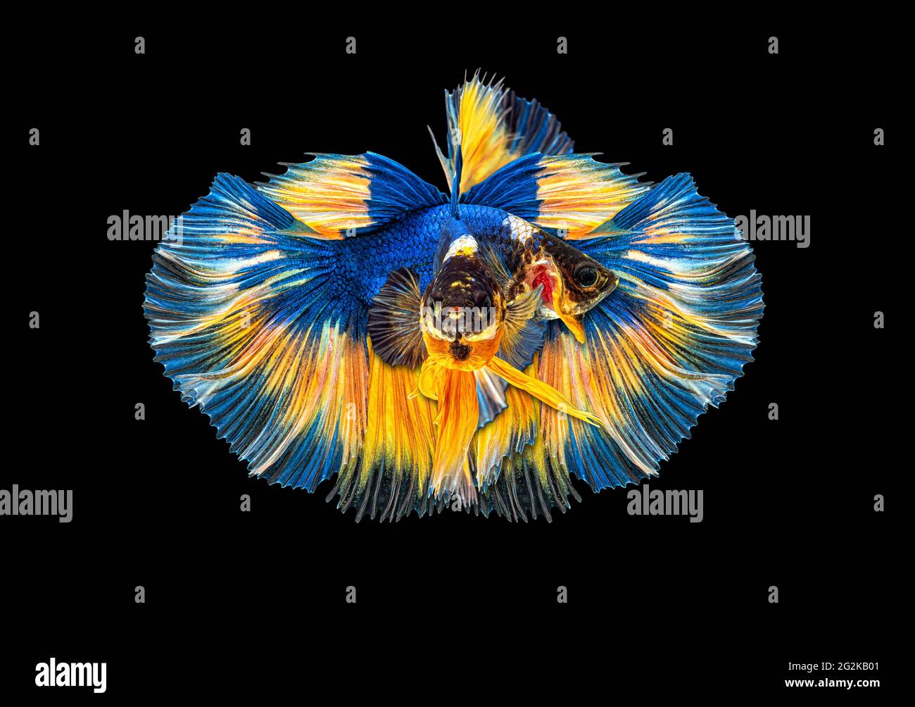 Moving beautiful of multicolor siamese betta fish or half moon betta ...