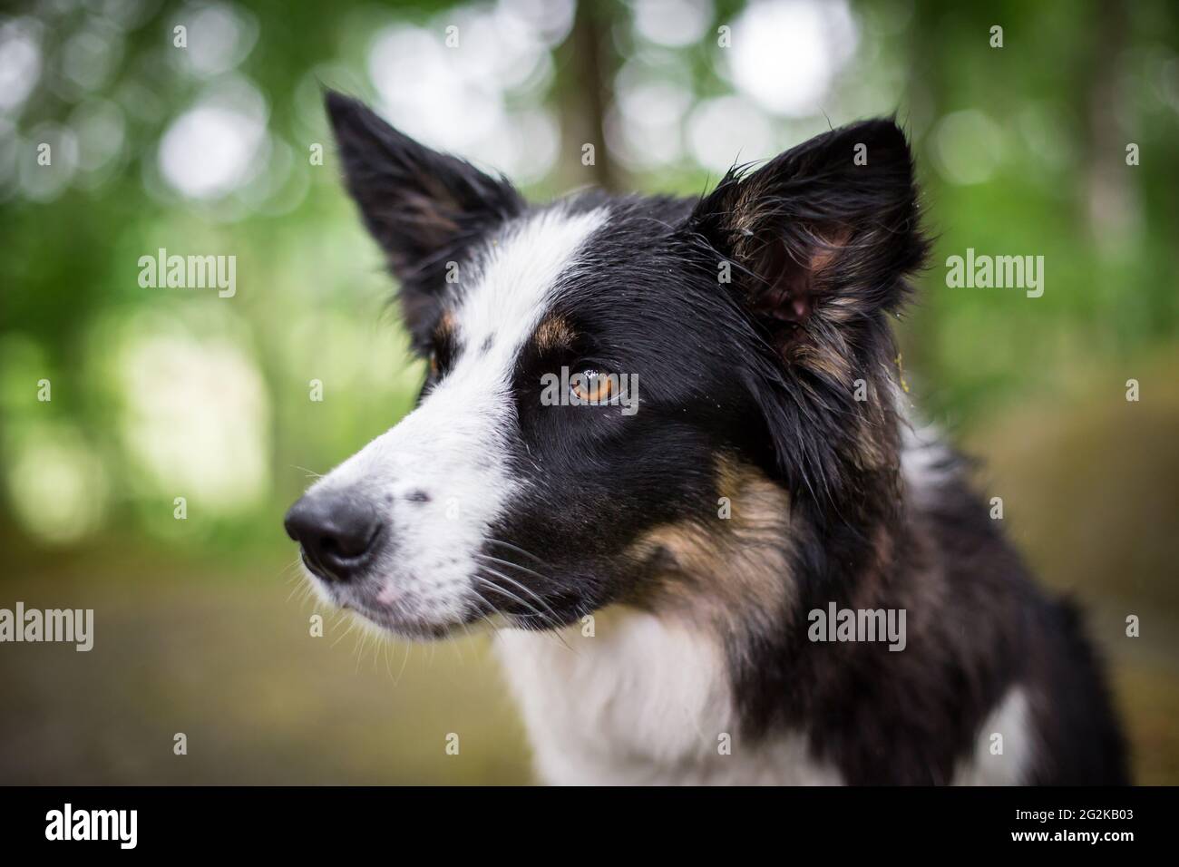 Are Border Collies English Or Scottish
