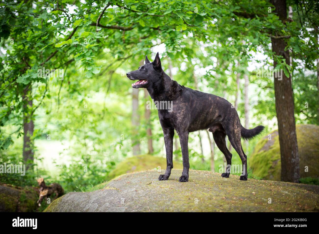 Dutch shepherd dog forest hi-res stock photography and images - Alamy