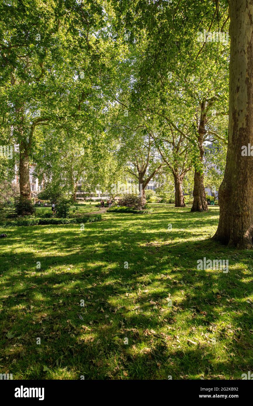 The garden of St James's Square, London in summer; the garden is ...