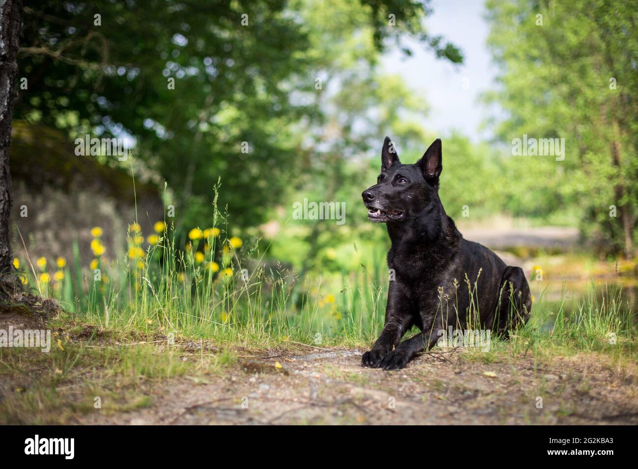 Hollandse Herdershond (Dutch Shepherd Stock Photo - Alamy