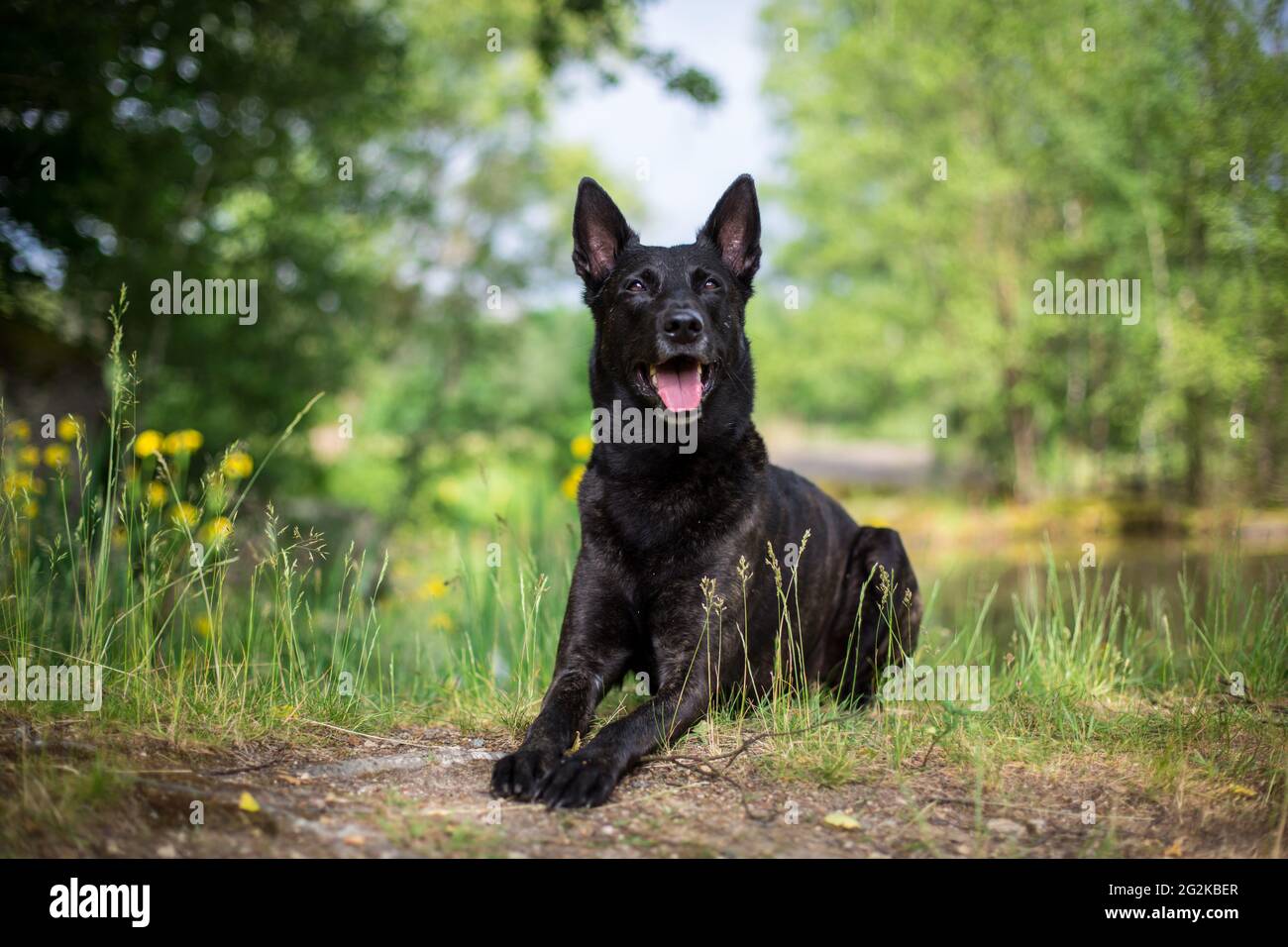 Hollandse Herdershond (Dutch Shepherd Stock Photo - Alamy