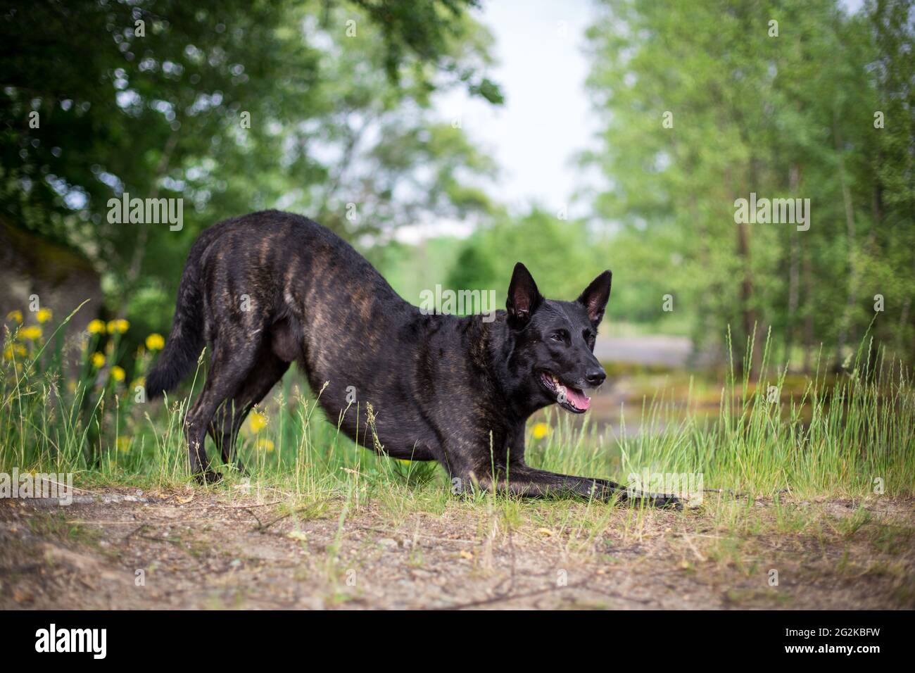 Dutch shepherd dog tricks hi-res stock photography and images - Alamy