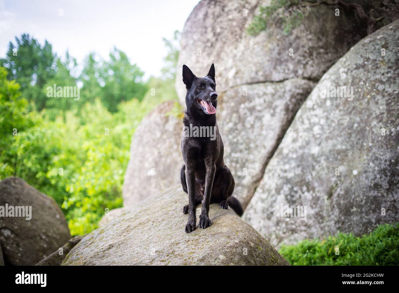 Hollandse Herdershond (Dutch Shepherd Stock Photo - Alamy