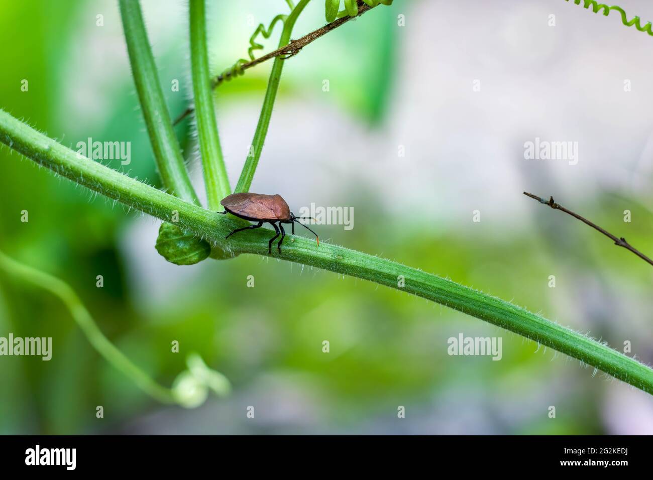 Beetle ladybug walking on a Bottle gourd vegetable branch close up ...