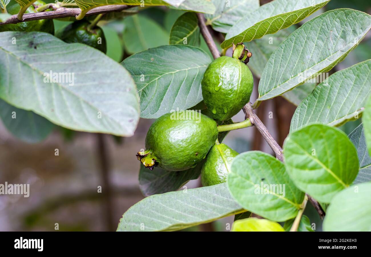 Organic green guava fruit growing on the tree in a small branch Stock ...