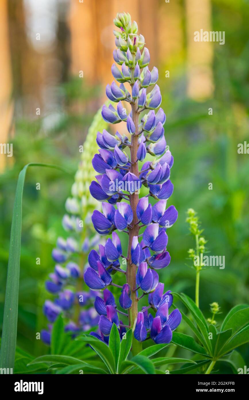 Field blooming lupine flowers lupinus hi-res stock photography and ...