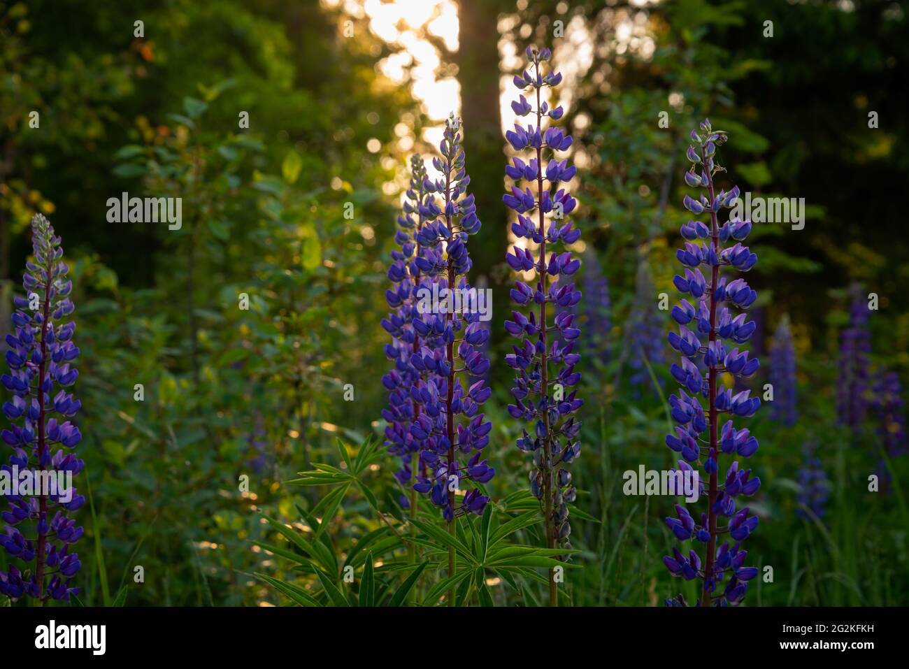 Summer wild lupin hi-res stock photography and images - Alamy