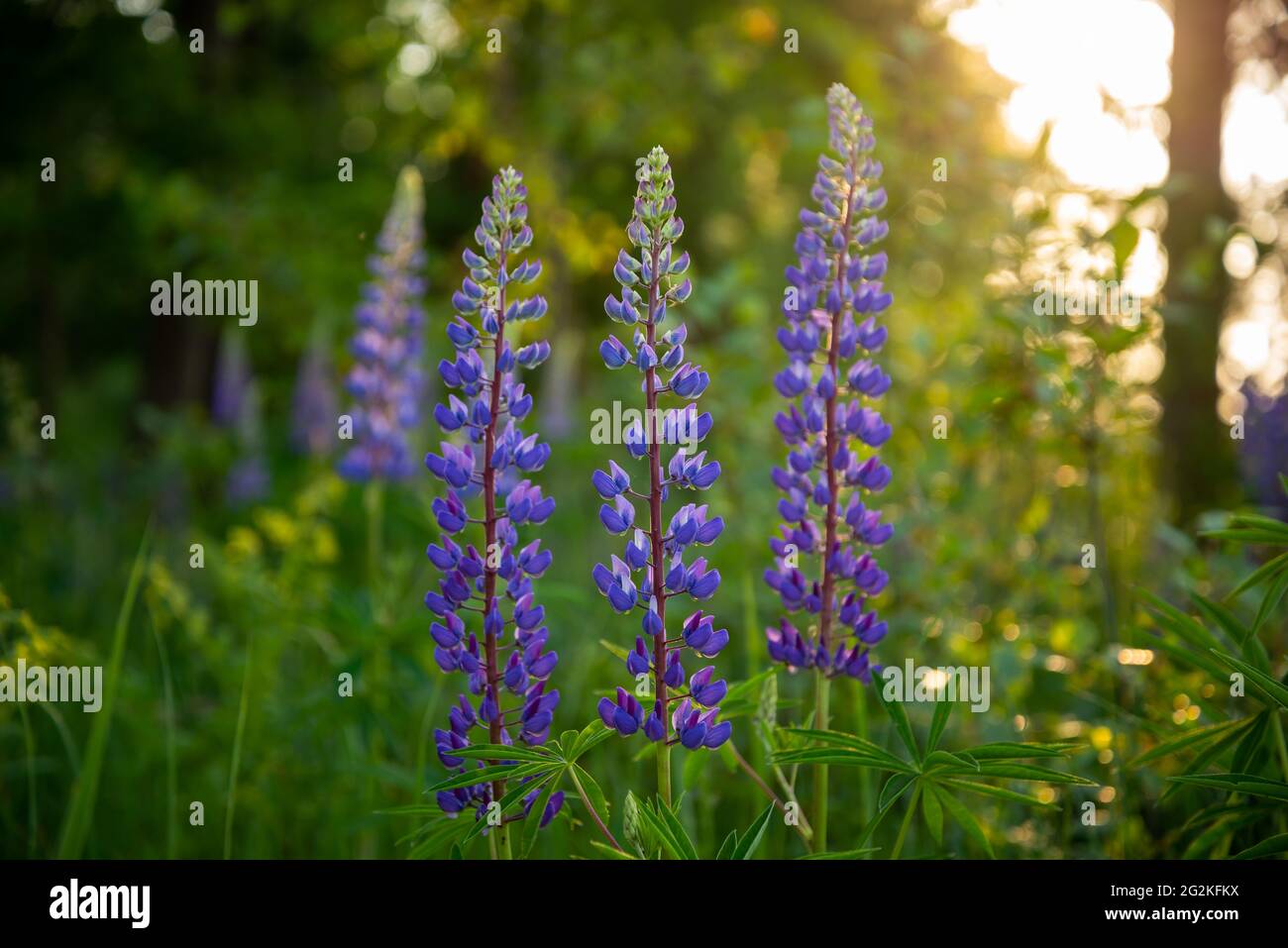 Lupin Genus High Resolution Stock Photography and Images - Alamy