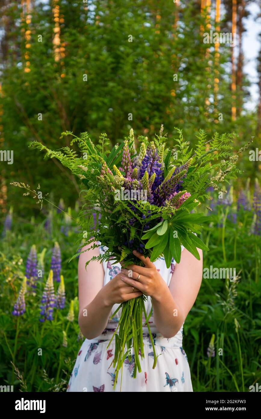 A young woman holding a bouquet of lupine flowers during midsummer ...