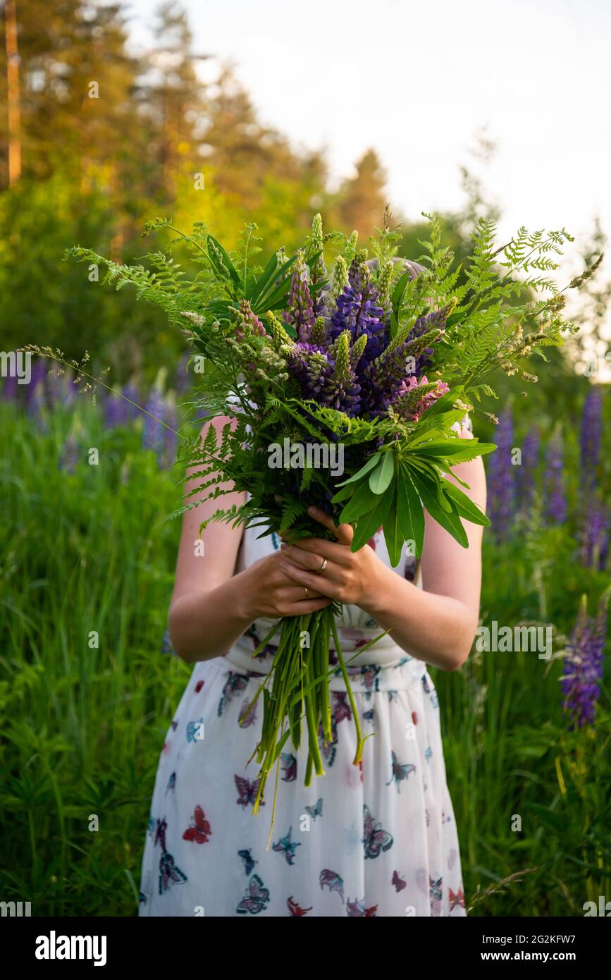 A young woman holding a bouquet of lupine flowers during midsummer ...