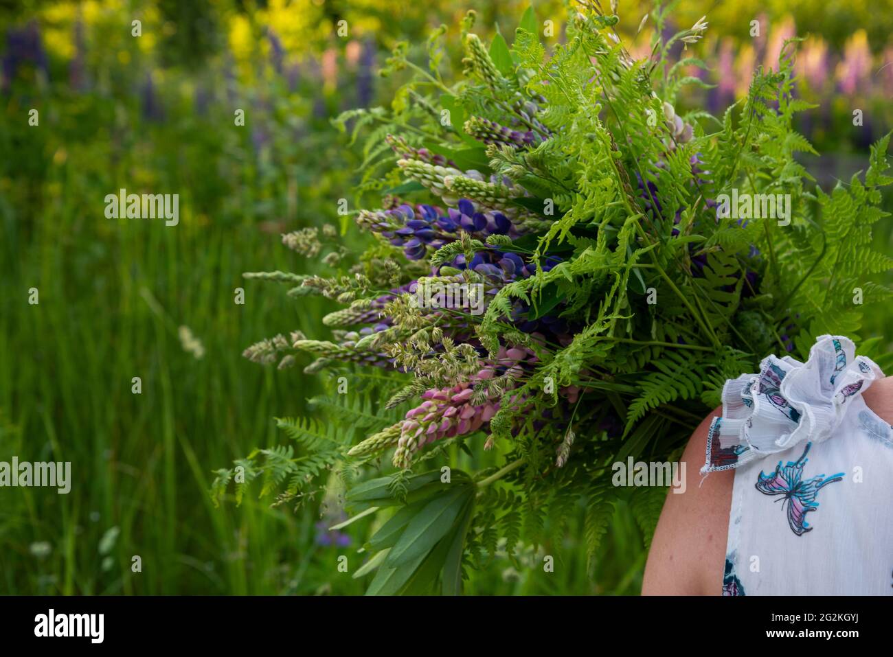 woman holding a bouquet of lupine flowers during midsummer Stock Photo ...