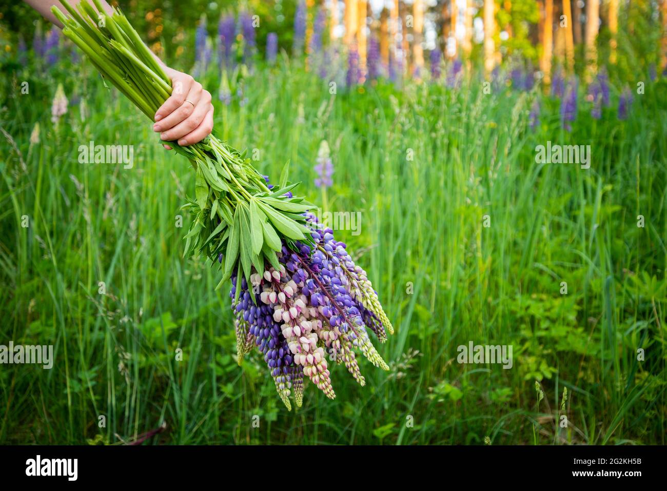 Women is holding big bouquet of blooming lupine flowers, midsummer ...