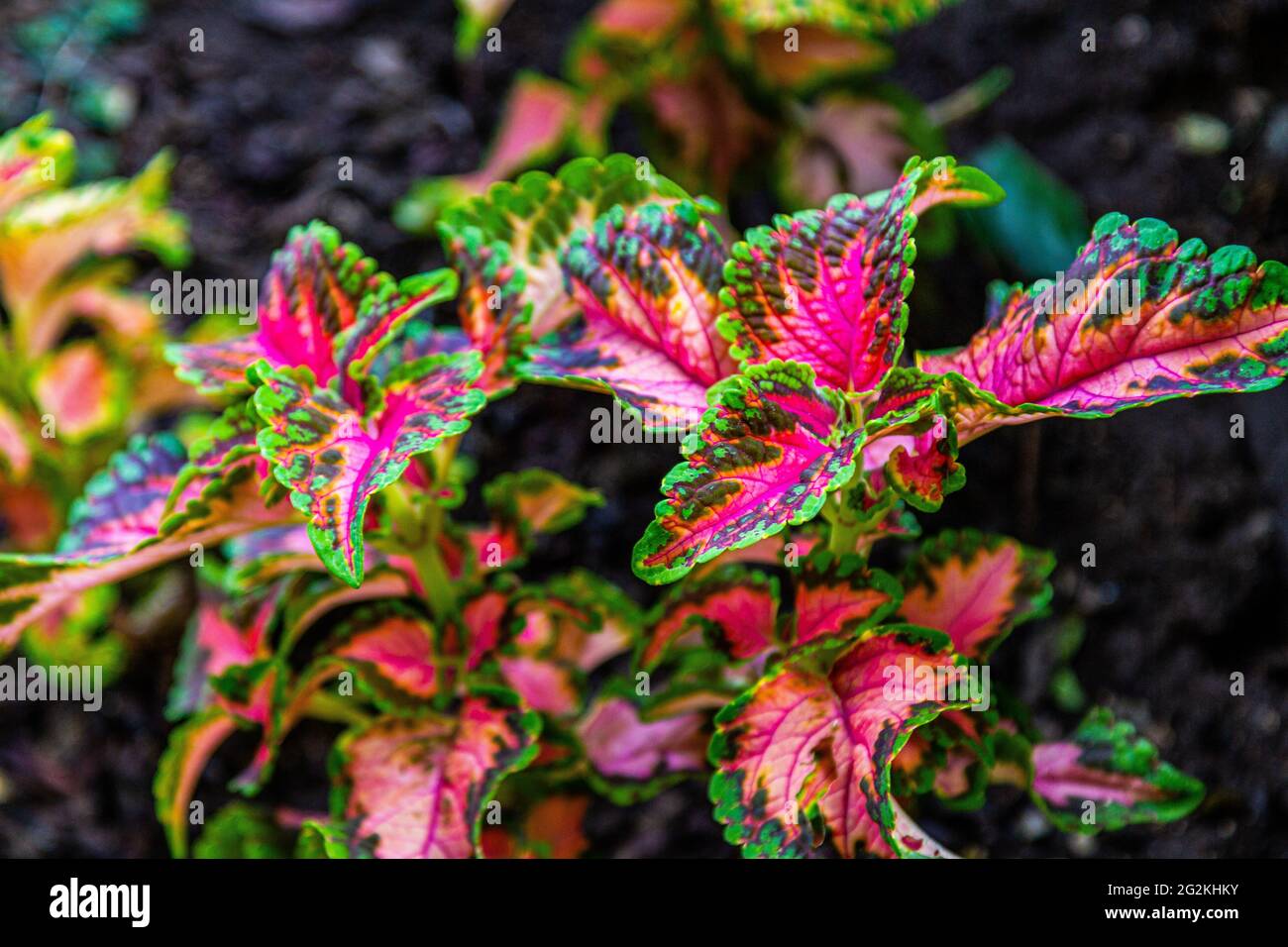 Plectranthus color leaves beautiful multi colored leaves Stock Photo ...