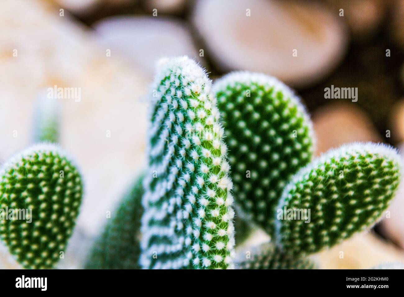 Cactus plant large frame . Green cactus. needle Stock Photo - Alamy