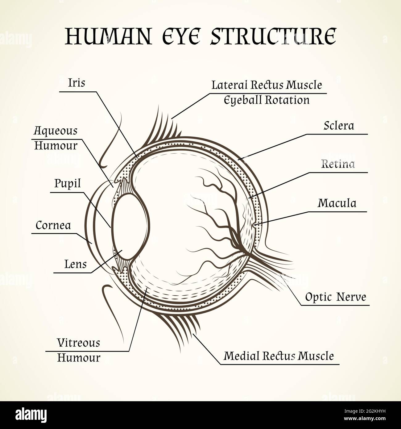 Human Eye Anatomy Scientific High Resolution Stock Photography and ...
