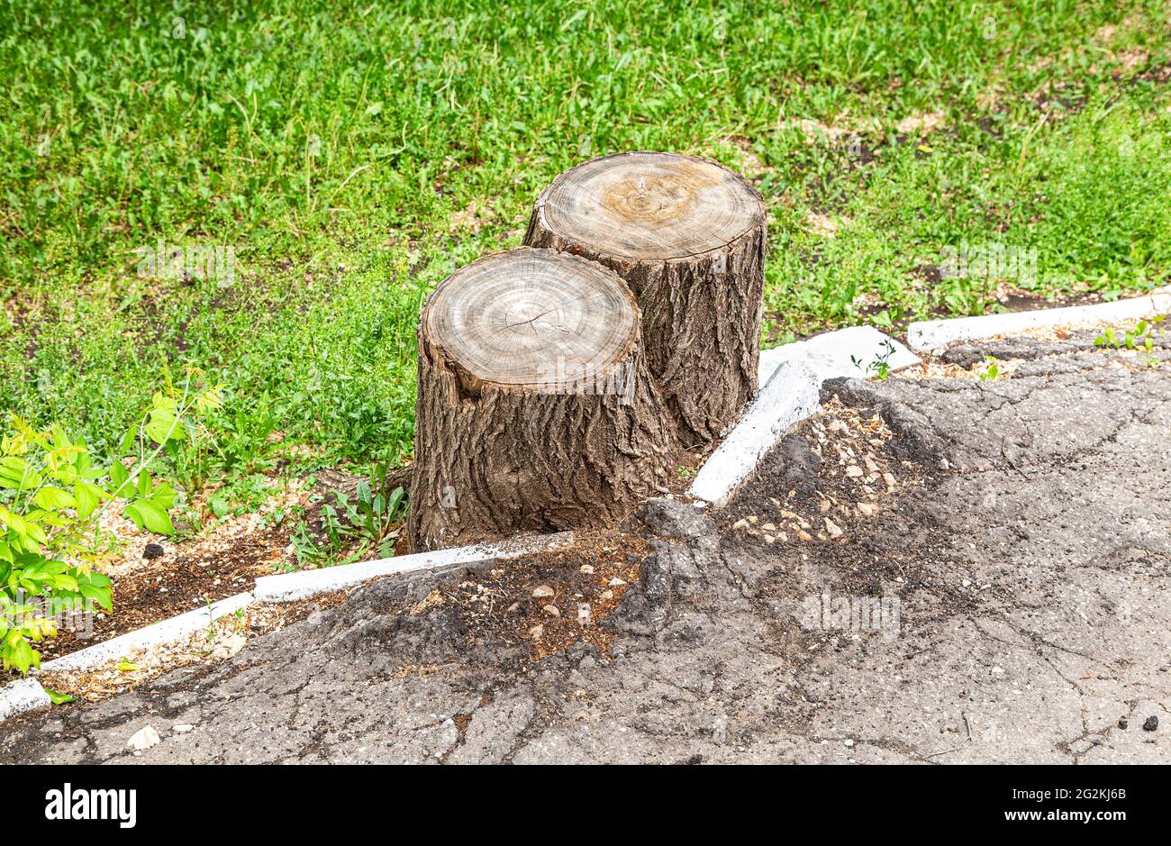Two tree stumps hi-res stock photography and images - Alamy