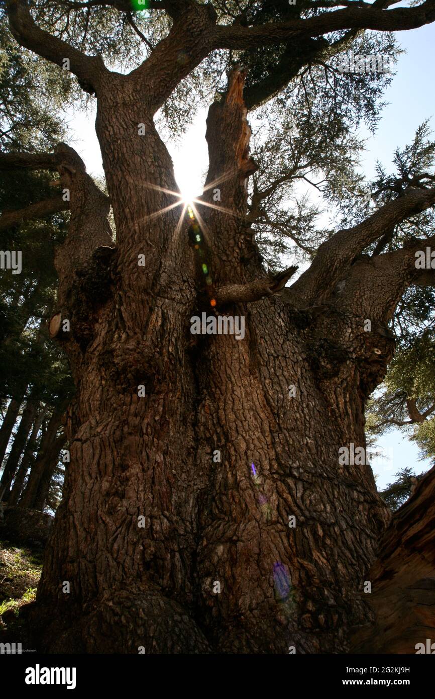 Cedars of bcharre hi-res stock photography and images - Alamy