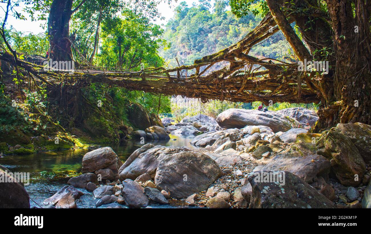 Living roots bridge at Nongblai, the Living roots heritage village ...