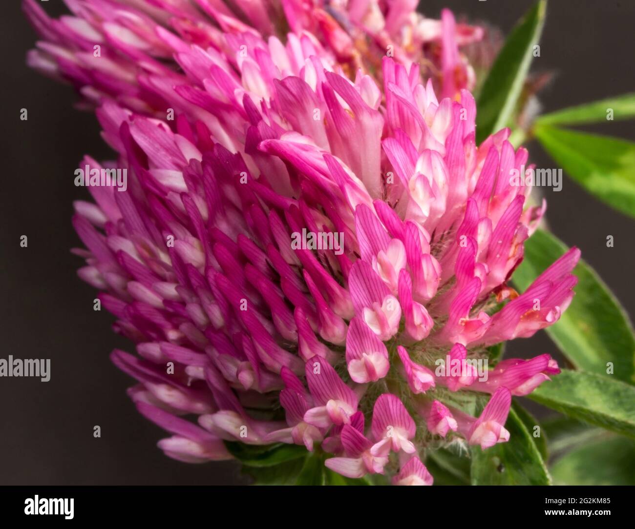 The Clover family are important nitrogen fixers and help improve soil ...