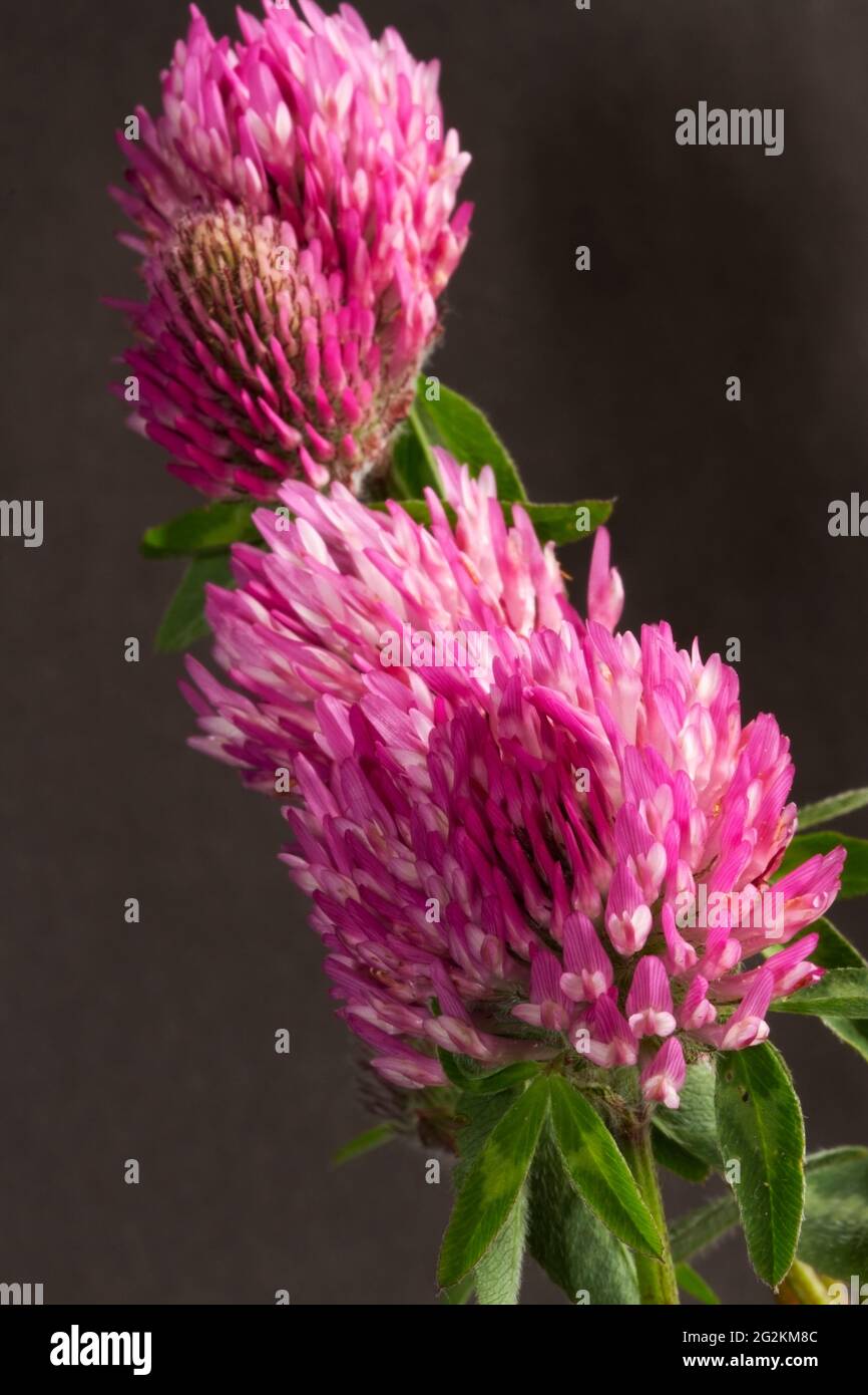 The Clover family are important nitrogen fixers and help improve soil ...