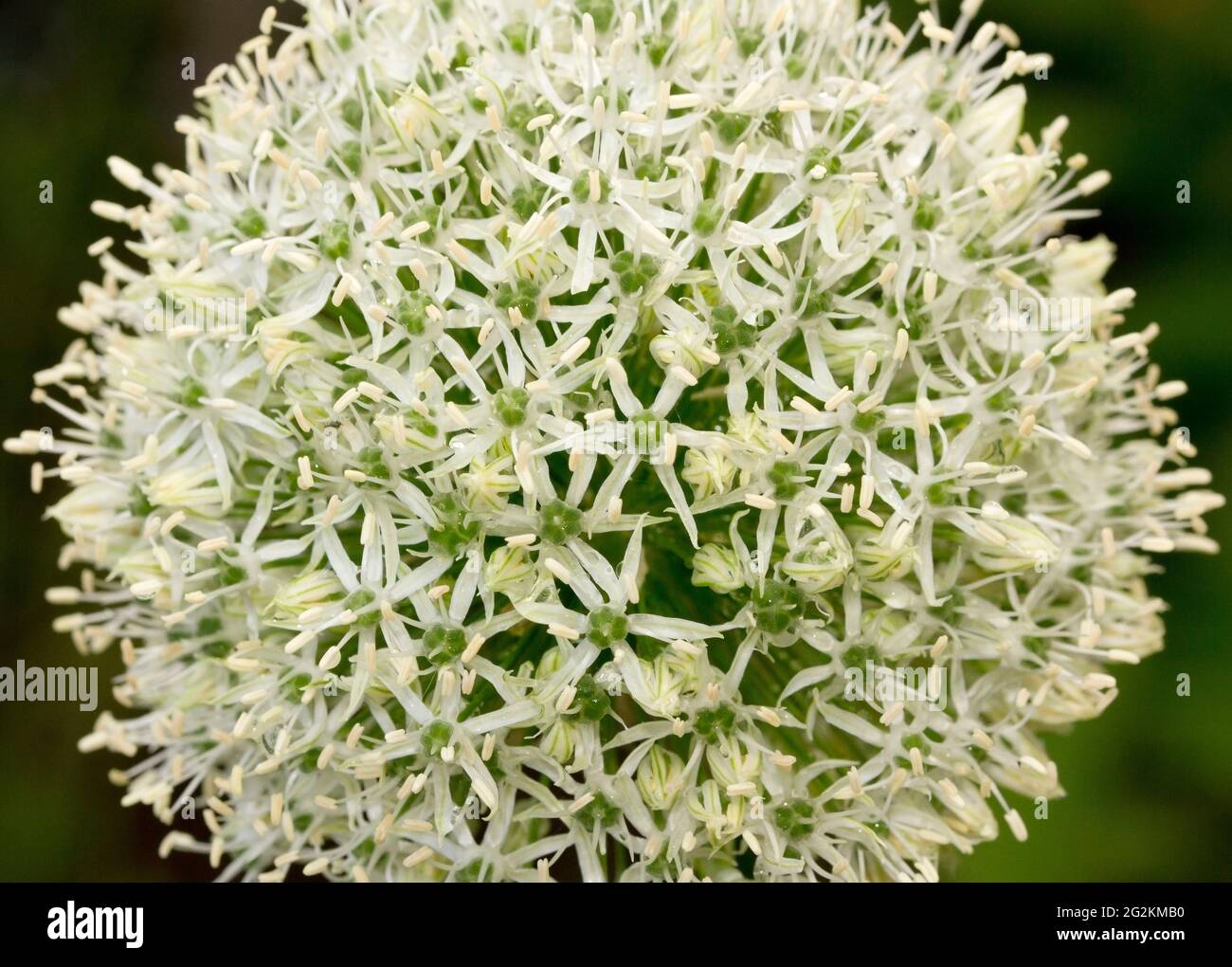 The Allium, or Dutch Garlic is a popular garden flower usually purple ...