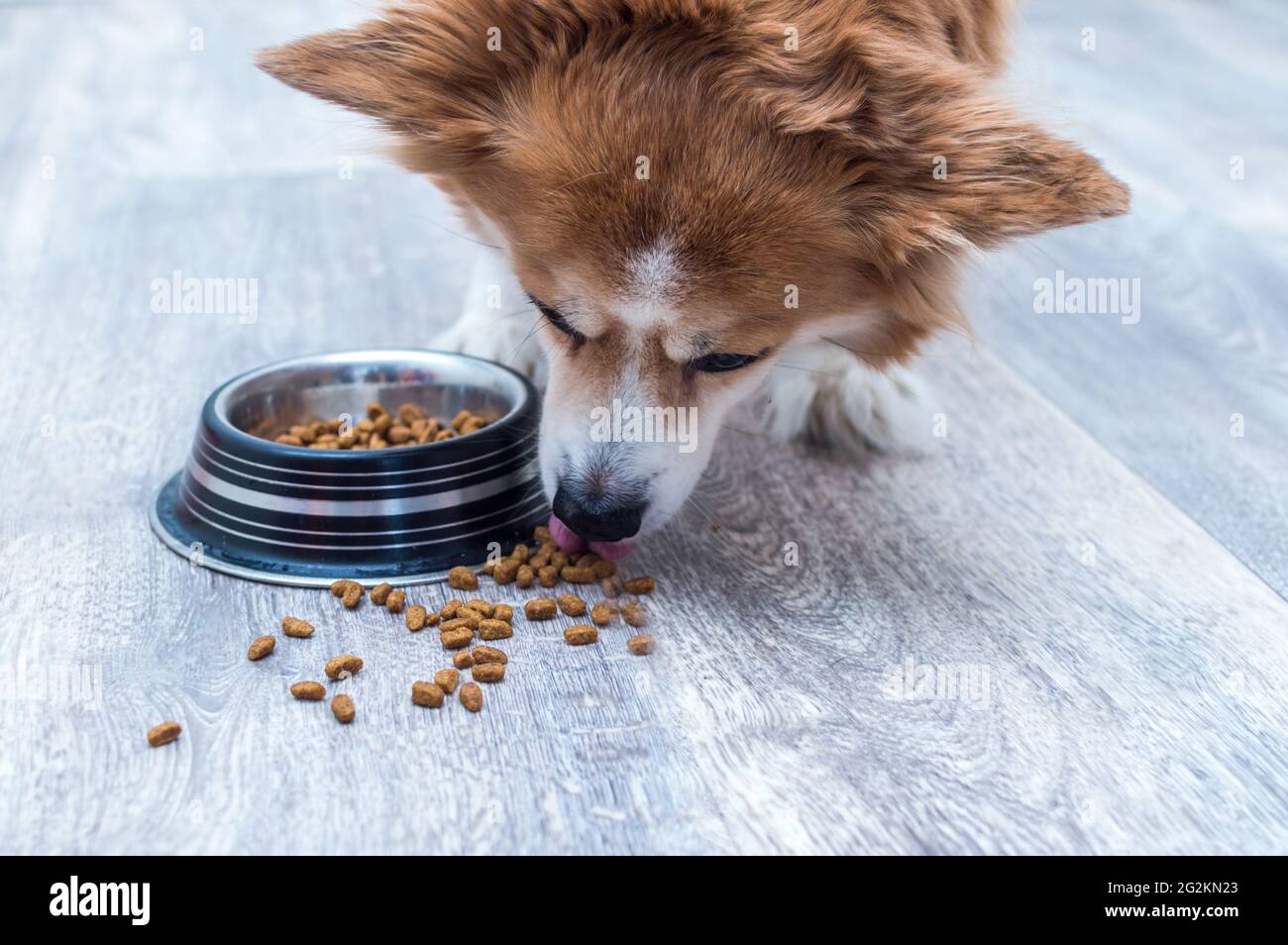 Why Does My Dog Scatter His Food