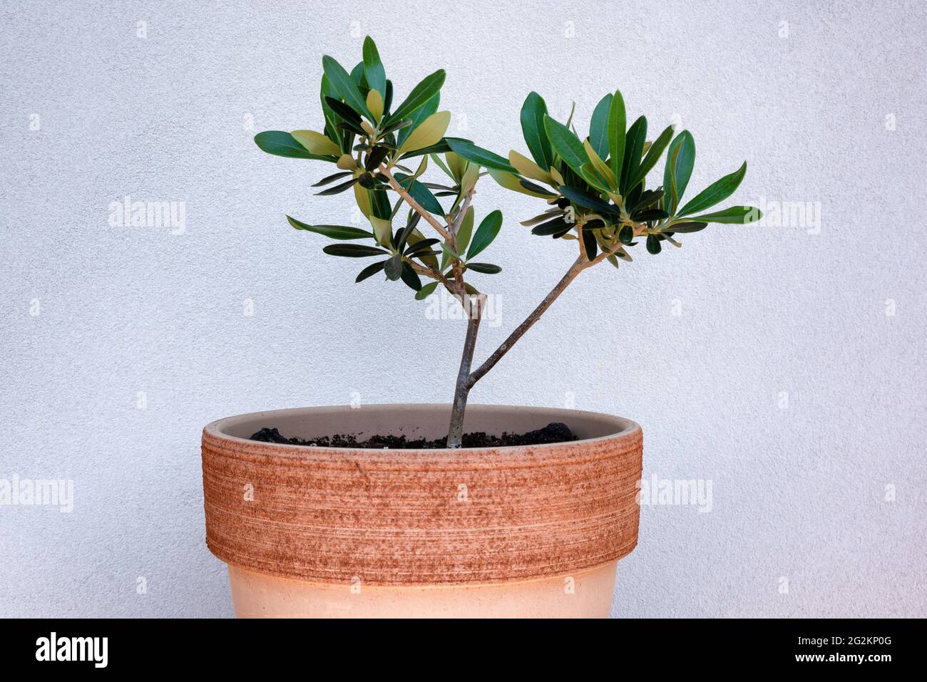 Olive tree pot hi-res stock photography and images - Alamy